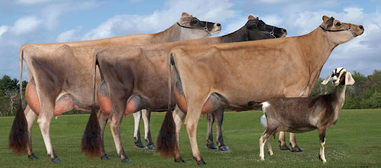 Camelot Cattle Company – Find Local Honey