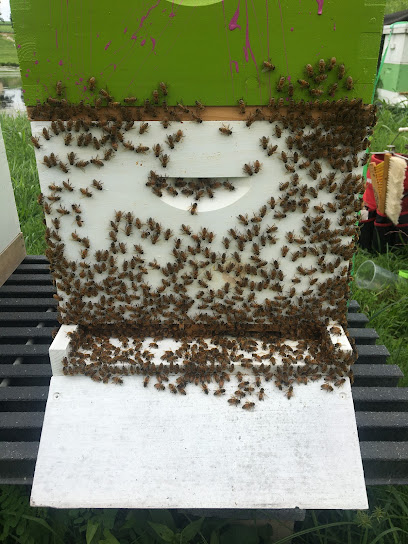 Sunshine Hives – Find Local Honey