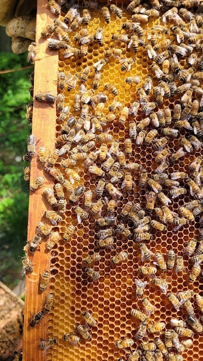 The Barefoot Beekeeper – Find Local Honey