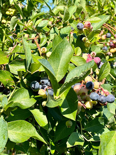 Sweet Velo Blue U-pick blueberry farm – Find Local Honey