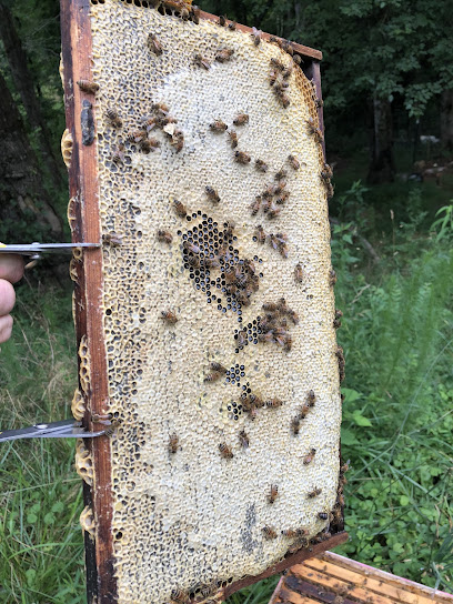 Swamp Bees – Find Local Honey